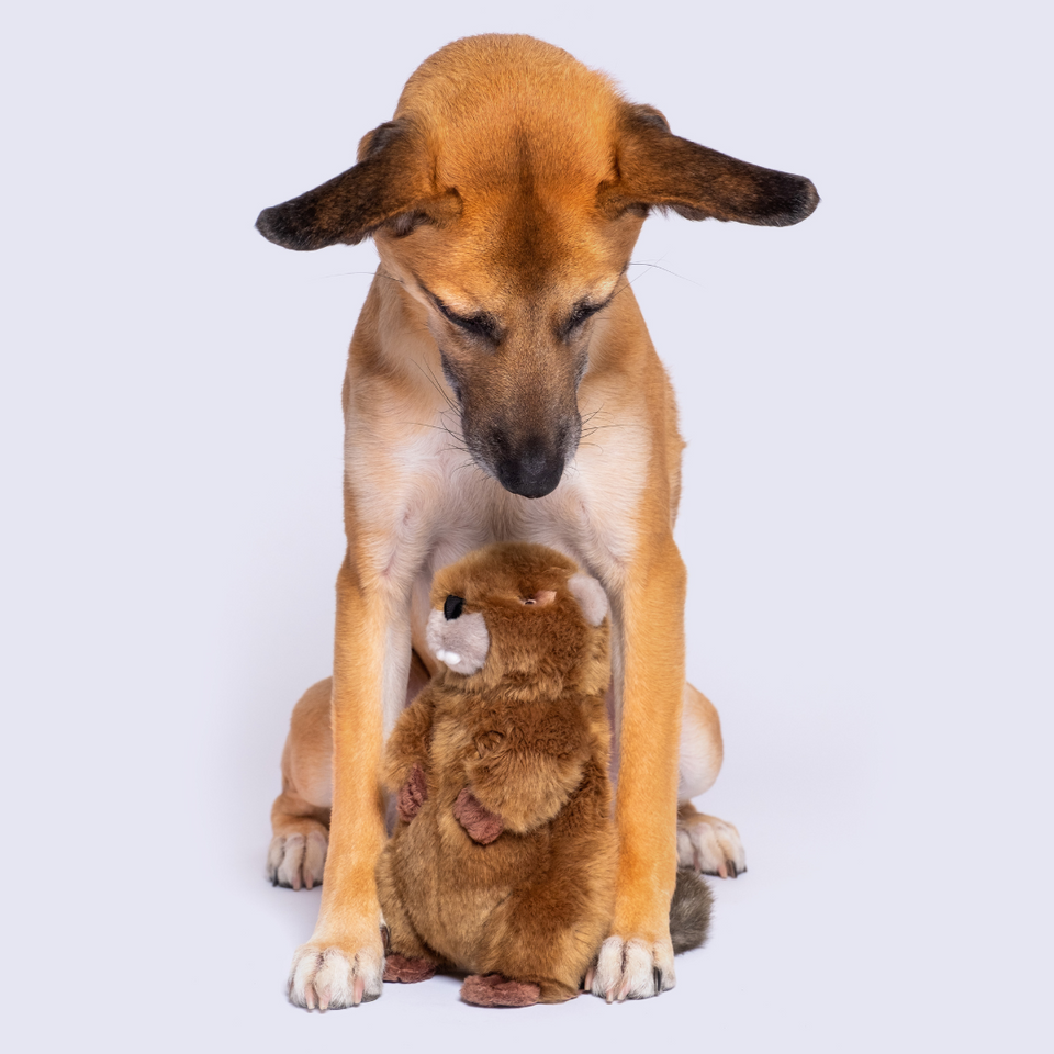 Fluff & Tuff Troy Beaver Plush Dog Toy